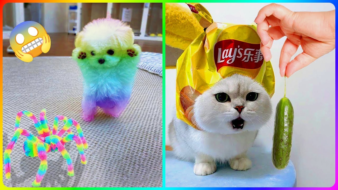 Tik Tok Cute Cats and Funny Pomeranian Puppies 🤣😍 #04 - YouTube