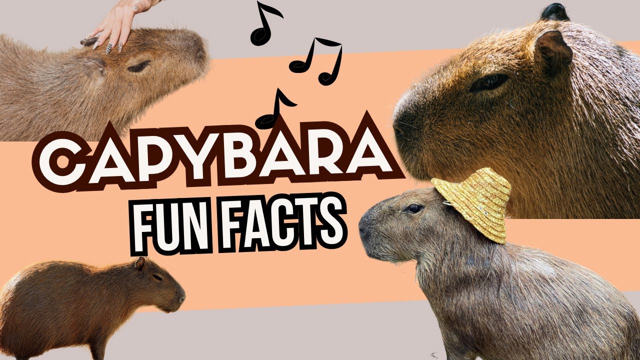 Surprise! See How Much You Know About Capybaras - YouTube
