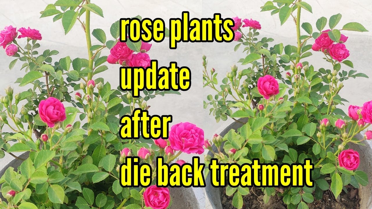 Rose plants update after die back treatment - YouTube
