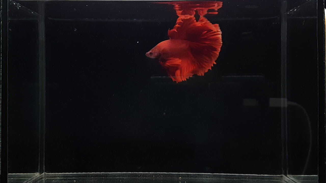 Male Betta : JA3 Royal Red Emperor HM Large Tale Premium Rare - YouTube