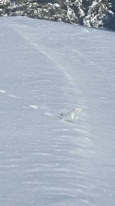 Tha white mountain ermine is a small . #nature - YouTube