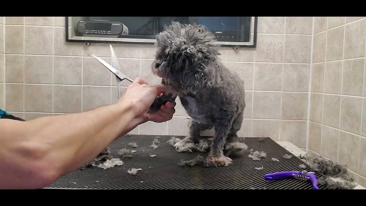 Difficult Doggie Groom; Senior Shih-Tzu X, Medium cut, fidgety, dog ...