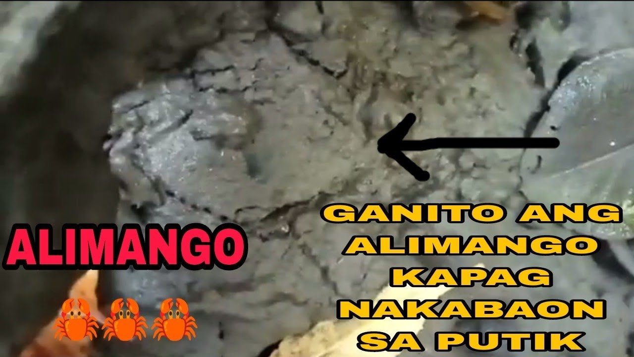 ALIMANGO NA NAKABAON SA PUTIK| alimango paano hulihin sa dagat - YouTube