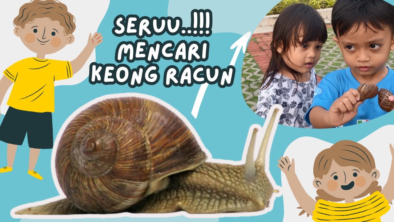 SERU MENCARI KEONG RACUN I BERMIAN DI SORE HARI #indonesia - YouTube