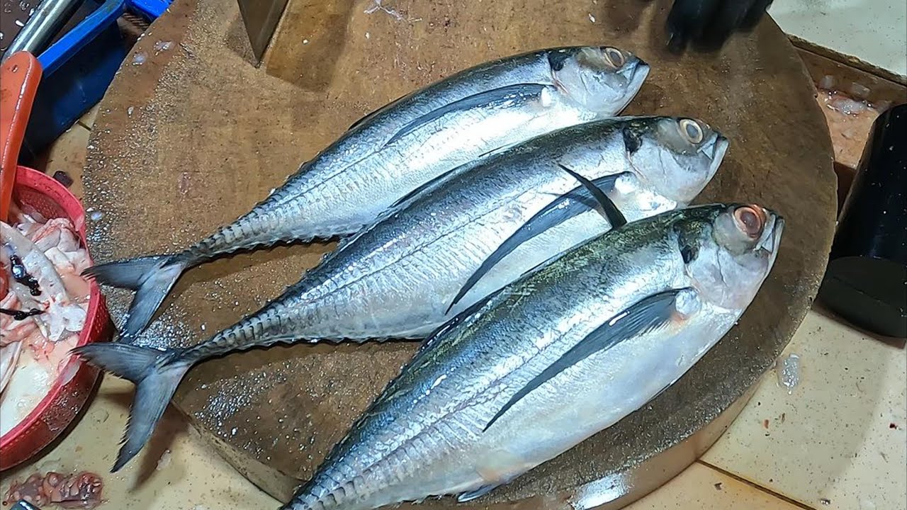 Hardtail Fish Processing | Opening the Back Cleanly #fish #seafood # ...