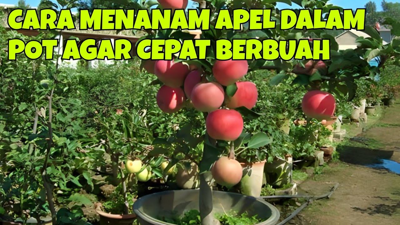 CARA MENANAM APEL DALAM POT AGAR CEPAT BERBUAH - YouTube