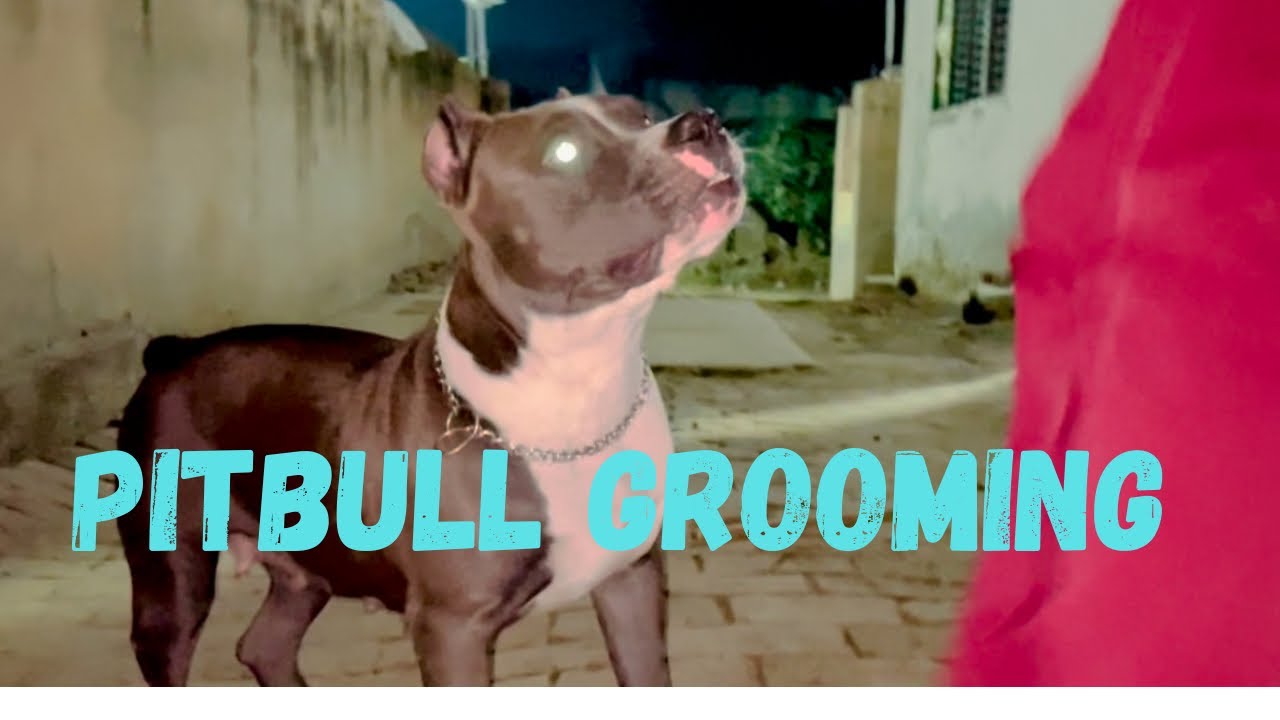 Pitbull grooming,pitbull hair grooming - YouTube