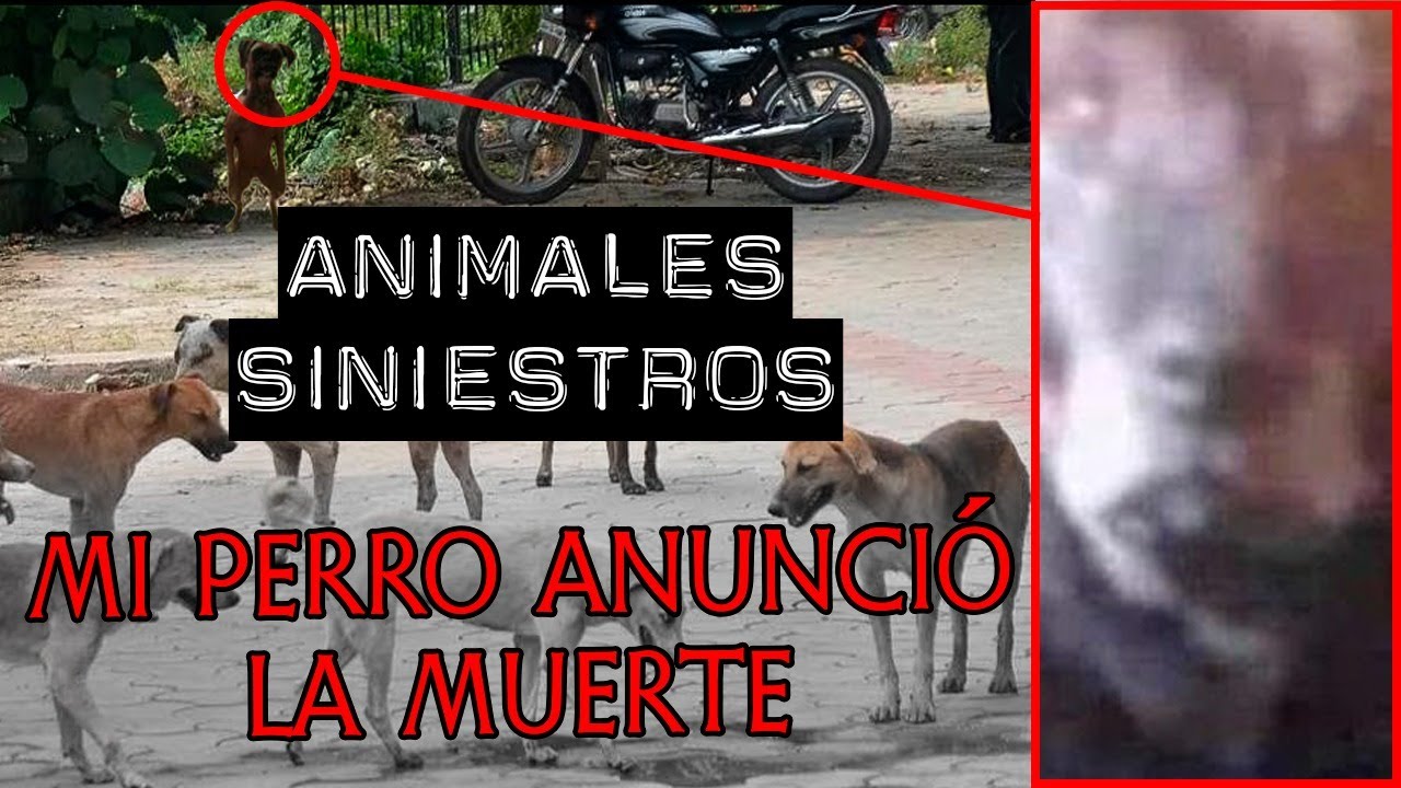 PERROS ACTUANDO COMO HUMANOS 🇲🇽 HISTORIA DE TERROR con PERROS | ¿Es un ...