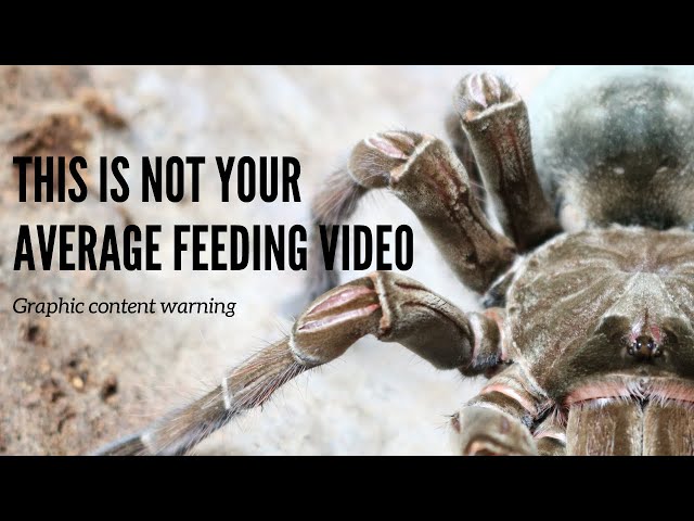 Goliath Bird Eating Spider Eating A Snake