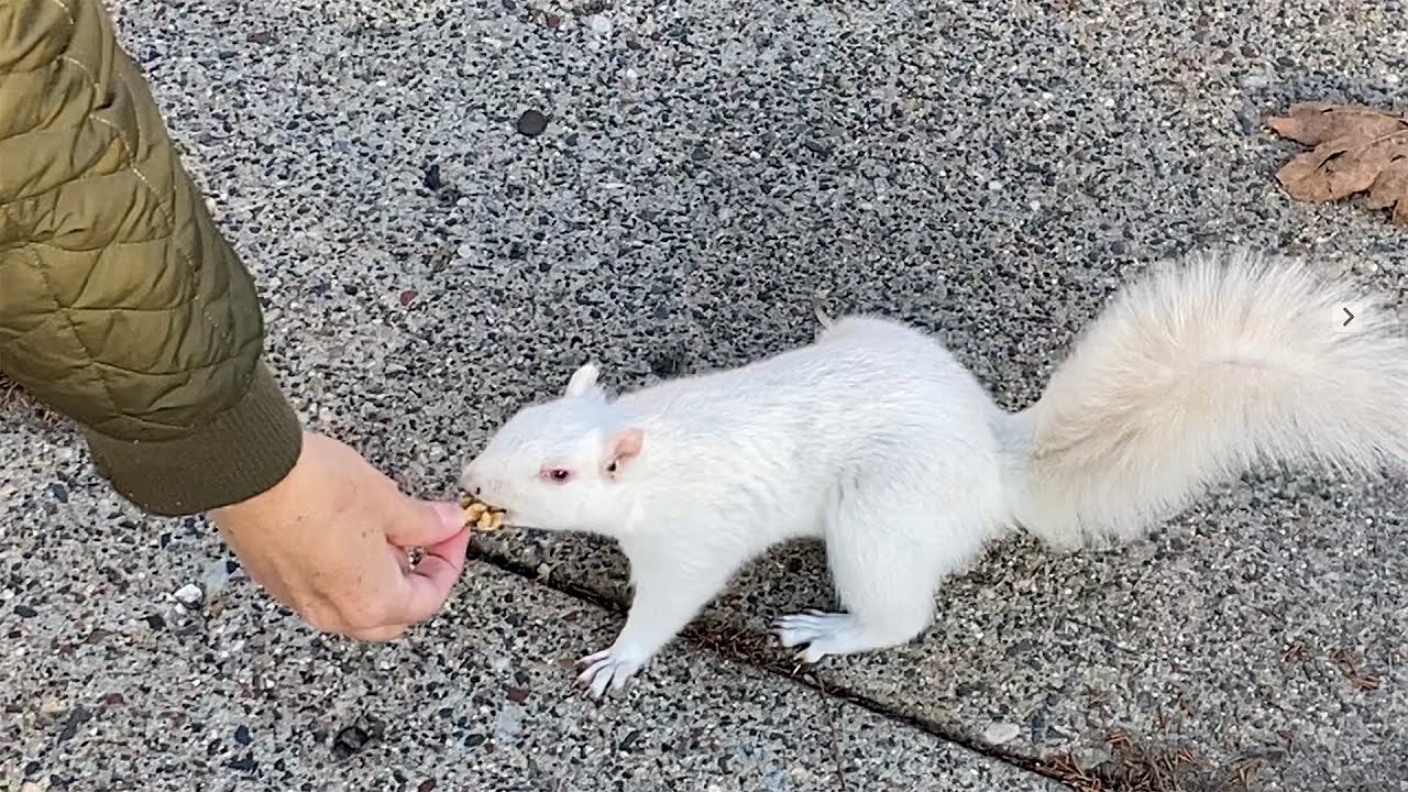 Albie the white squirrel stashes a snack for later - YouTube