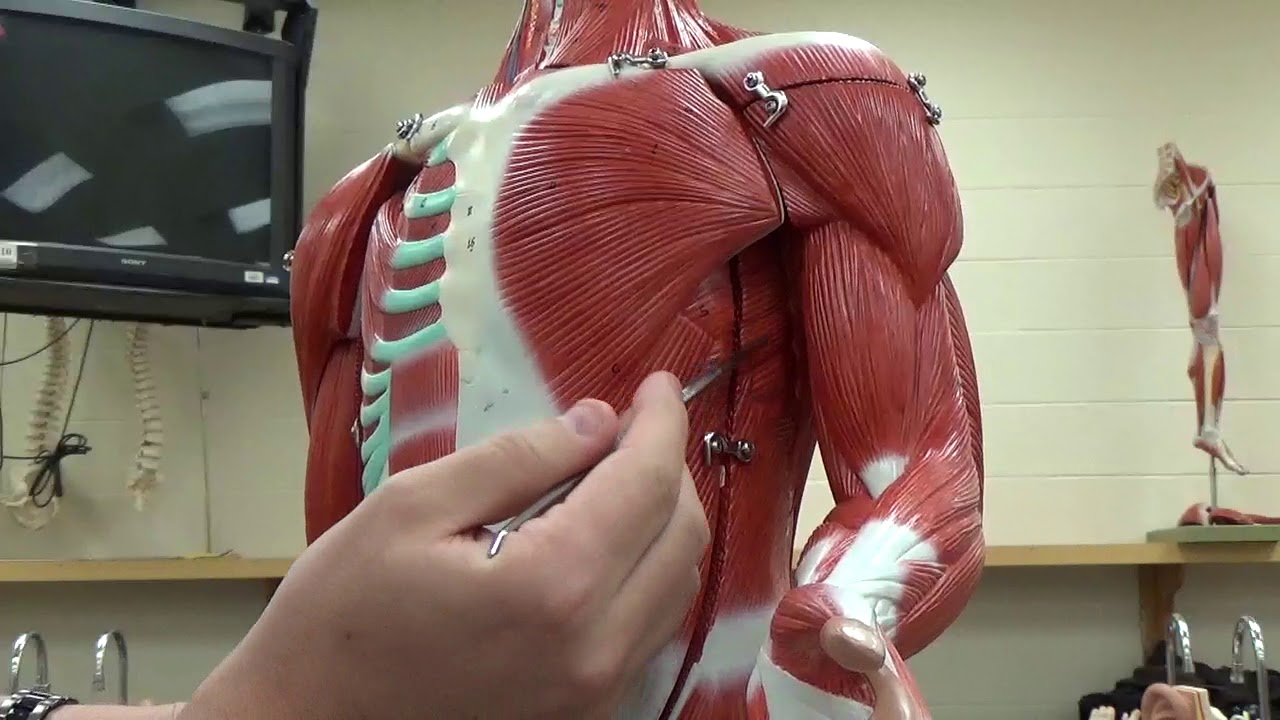 Muscles of the body - Side of body - YouTube