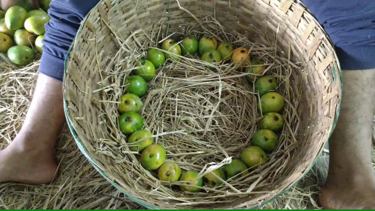 How to arrange mangoes in the basket. - YouTube