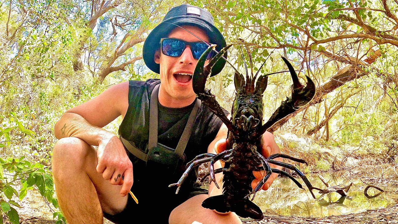 Exploring A Urban Creek For BIG Marron! Catch & Cook ( Crawfish, Crawdad, Freshwater Lobster ...