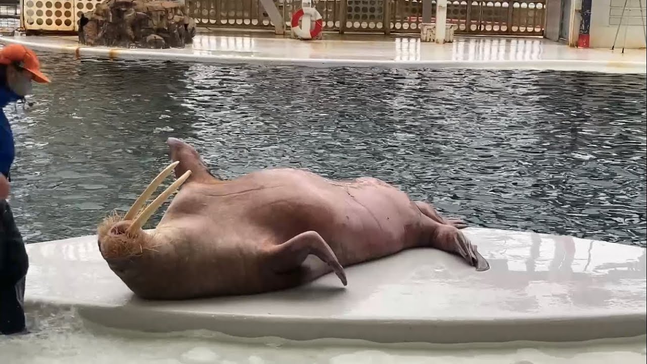 バーンと言われて倒れるセイウチ 城崎マリンワールド Walrus doing tricks - YouTube