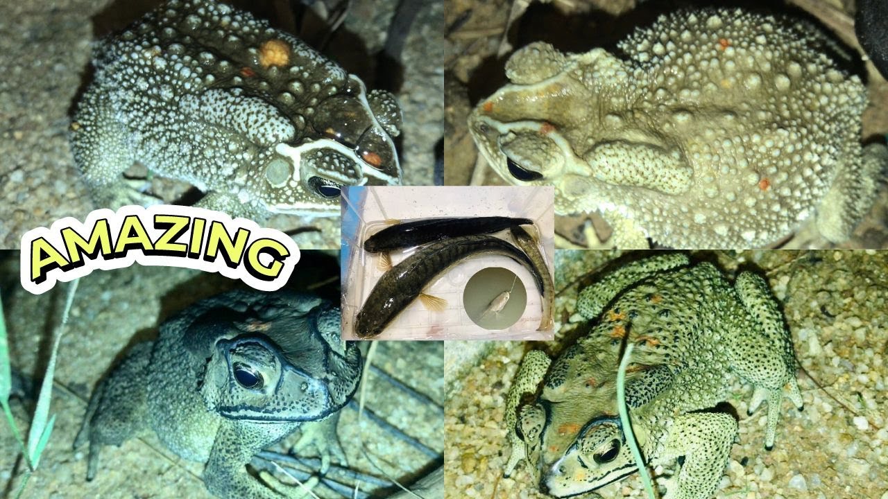All amazing toads and fishing video, The best video toads and fishing ...