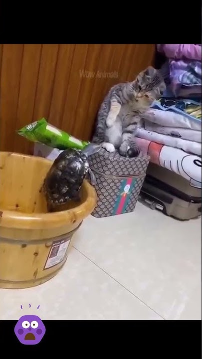 Kitty gives turtle a slap 🤣 - YouTube