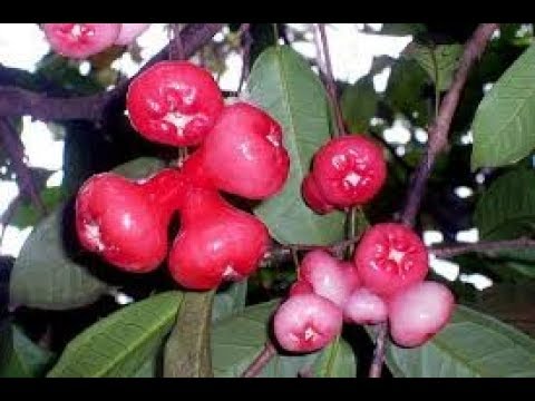 Pé de jambo rosa no vaso. - YouTube