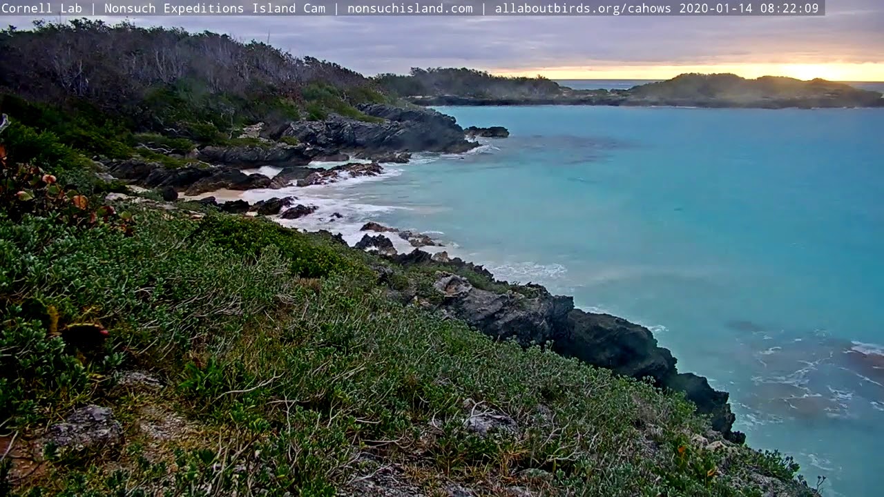 Beautiful Sunrise on Nonsuch Island | #CahowCam | Bermuda Petrel ...