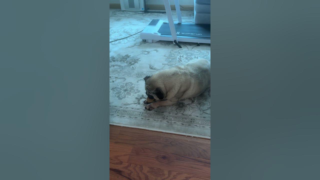 Pug pug pug treat #pugsandor - YouTube