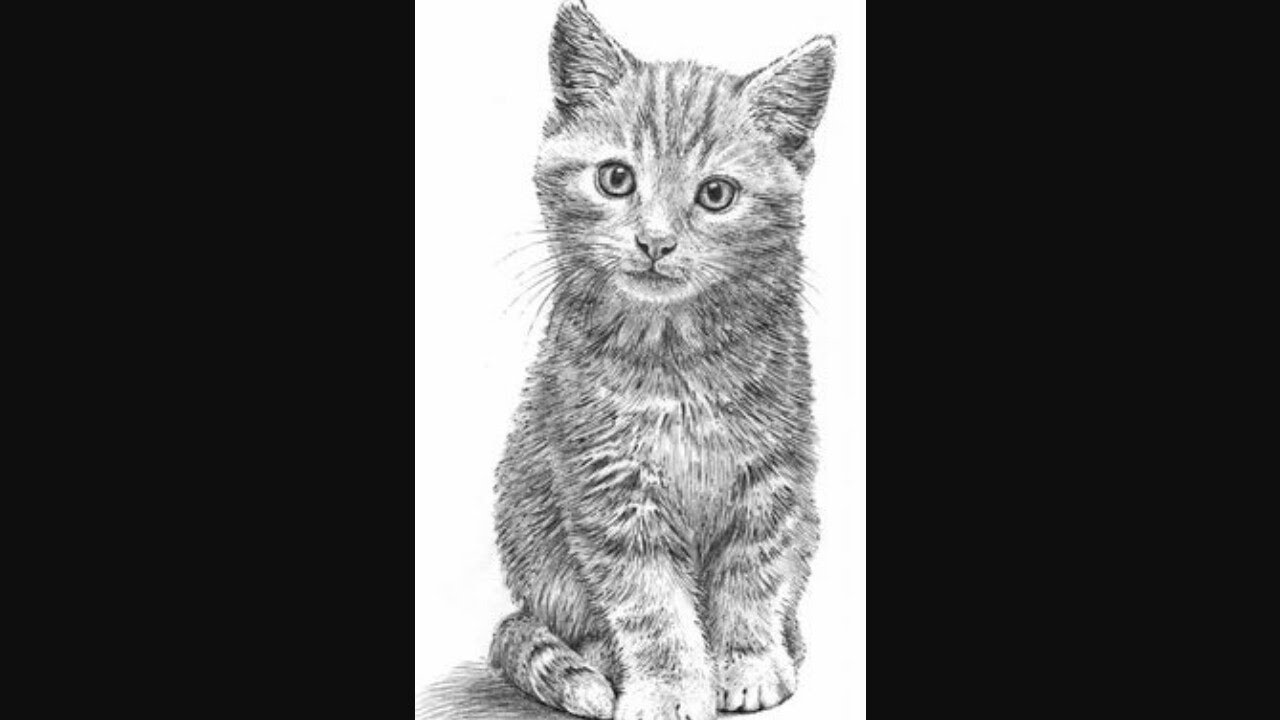 How To Draw A Realistic Cat YouTube How To Draw A Realistic Cat YouTube