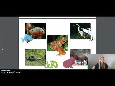 3rd Grade CKLA ELA - Unit 2 Lesson 3 Animal Classification: Vertebrate ...