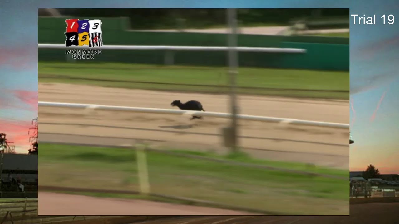 Monmore Green Stadium Greyhound Trials 29/07/20 part 2 - YouTube