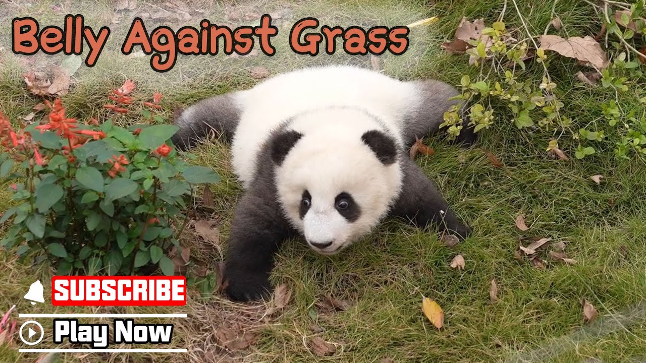 Panda Baby’s Belly Kisses The Grass | iPanda - YouTube