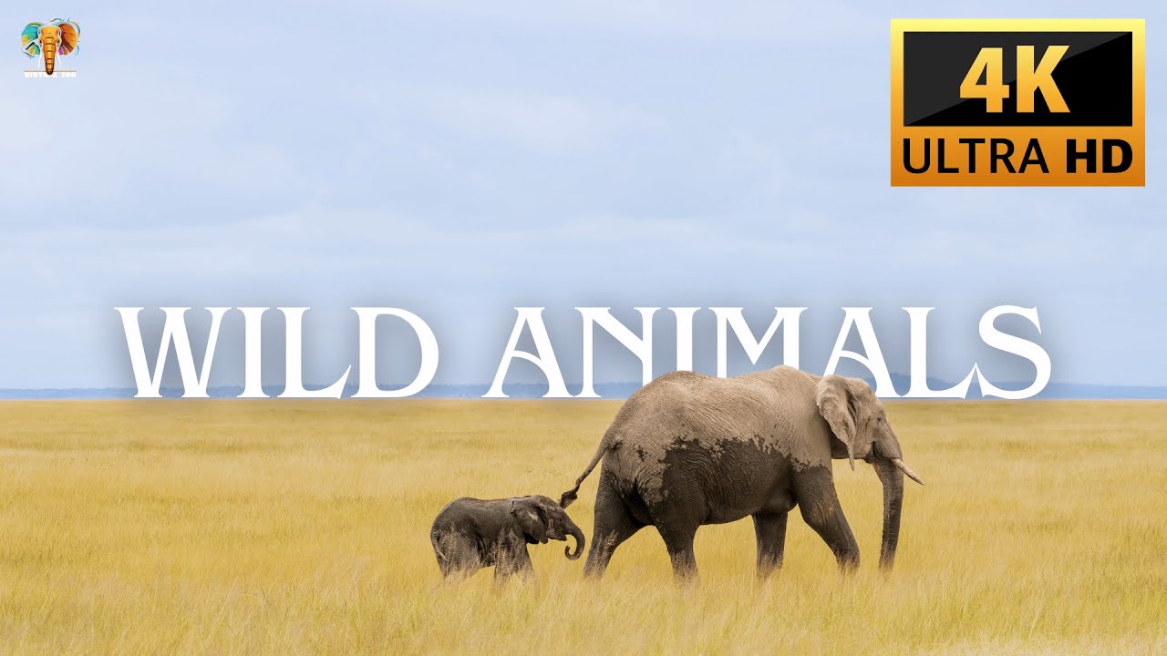 4K Wild Animal Planet Video Ultra HD - YouTube