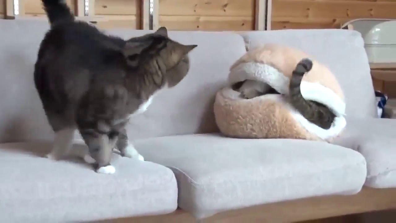 Cozy Clam Cat Bed by JazPet™ - YouTube