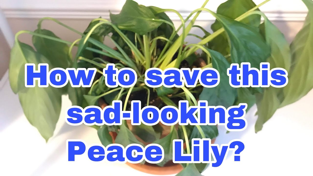 How To Revive A Dying Pen at Lucile Hart blog How To Revive A Dying Pen at Lucile Hart blog