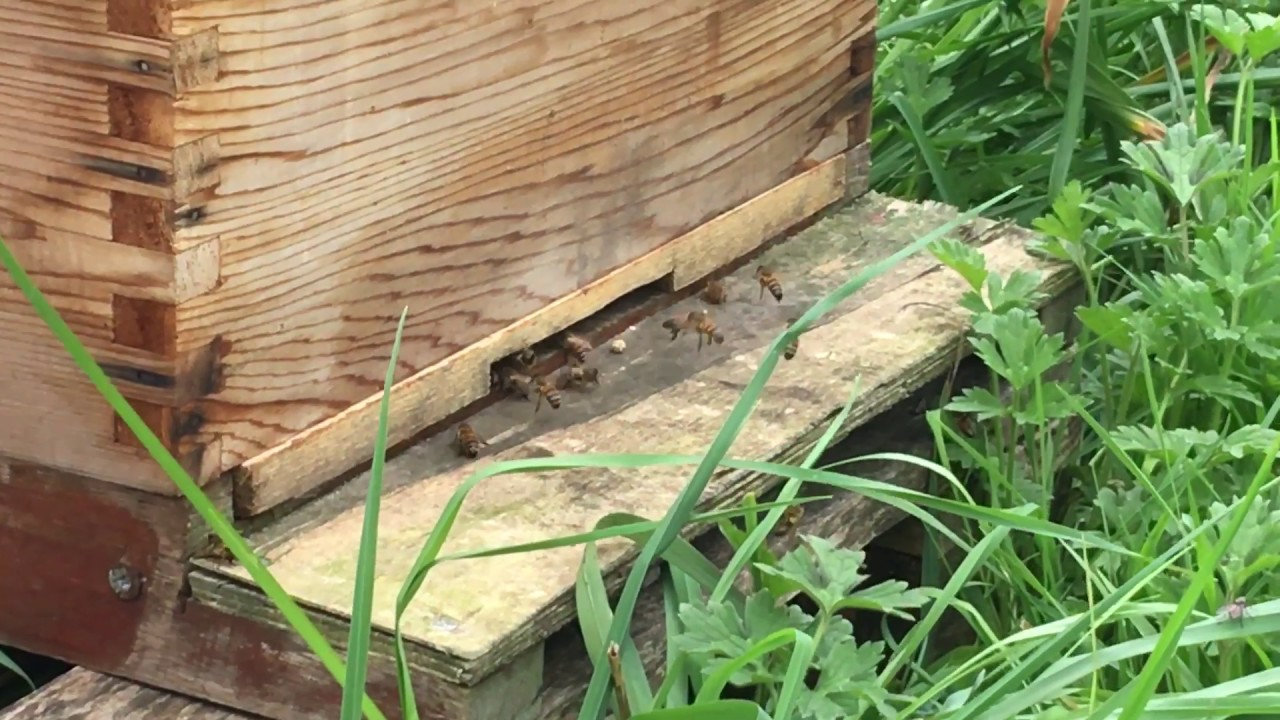 Buckfast Bees 9.30am SW Ireland - YouTube