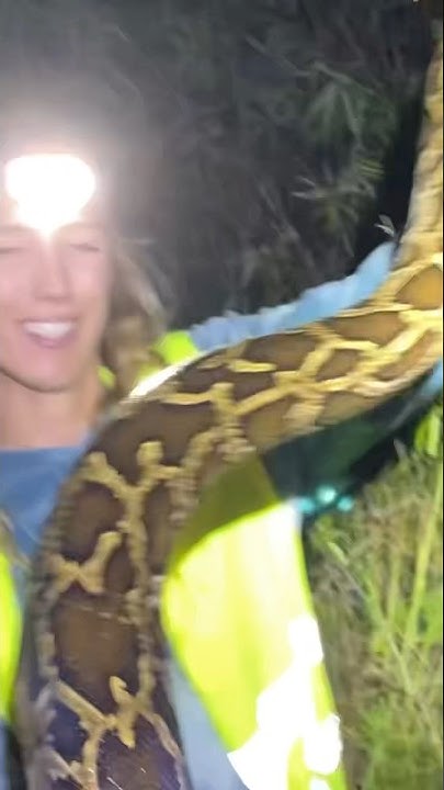 Finding Burmese Pythons 101: look for the periscope! Even 18 footers ...