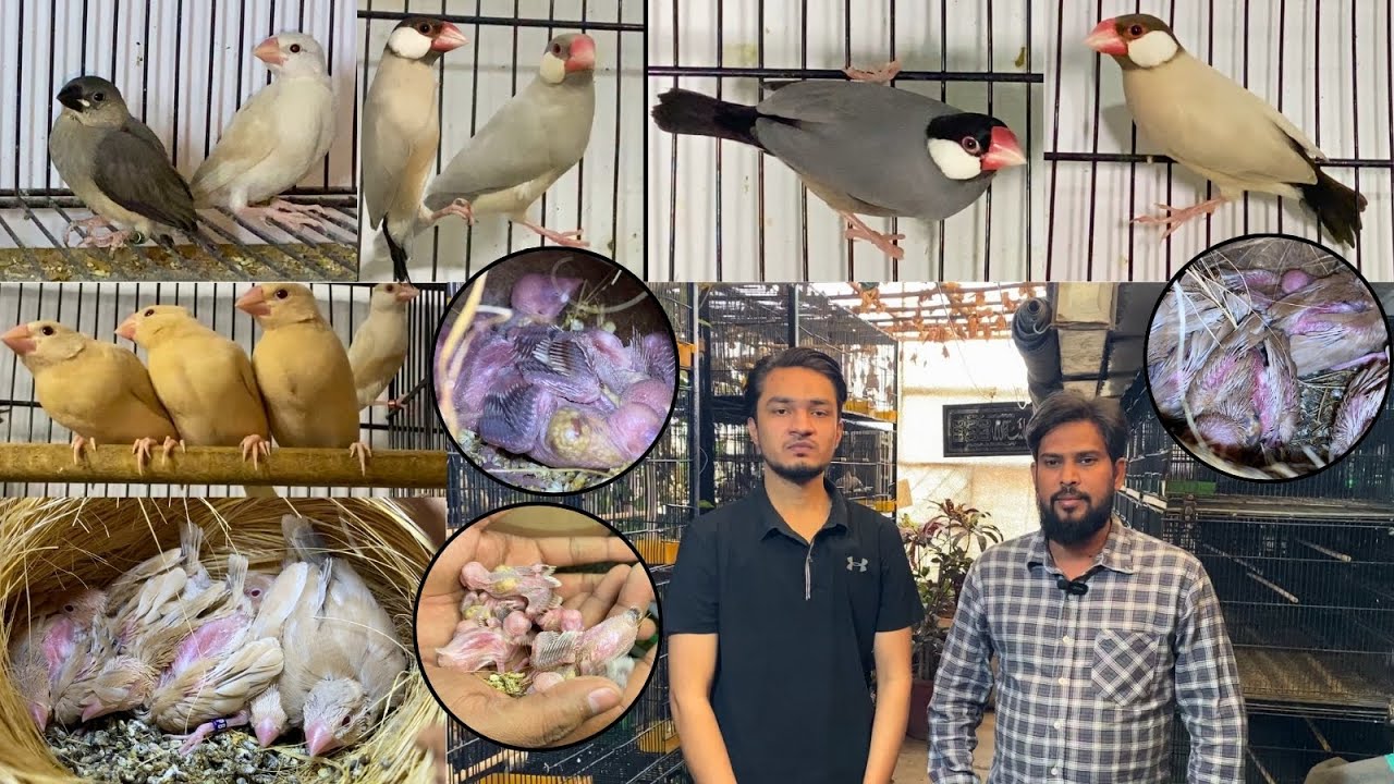 Adnan’s Stunning Java Sparrow Breeding Setup – Rare Mutations & Baby Birds Update - YouTube