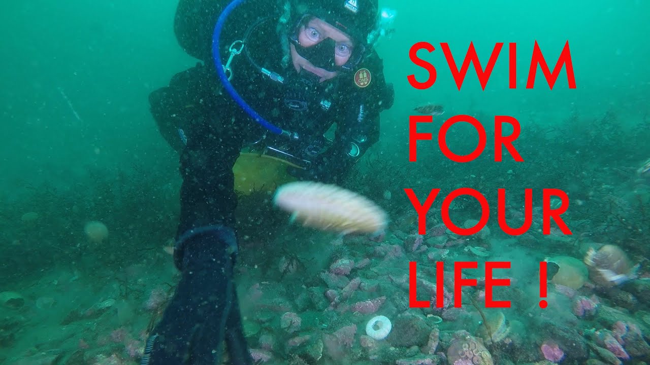 Swim for your life! Scuba diving for scallops in Vesterålen - YouTube