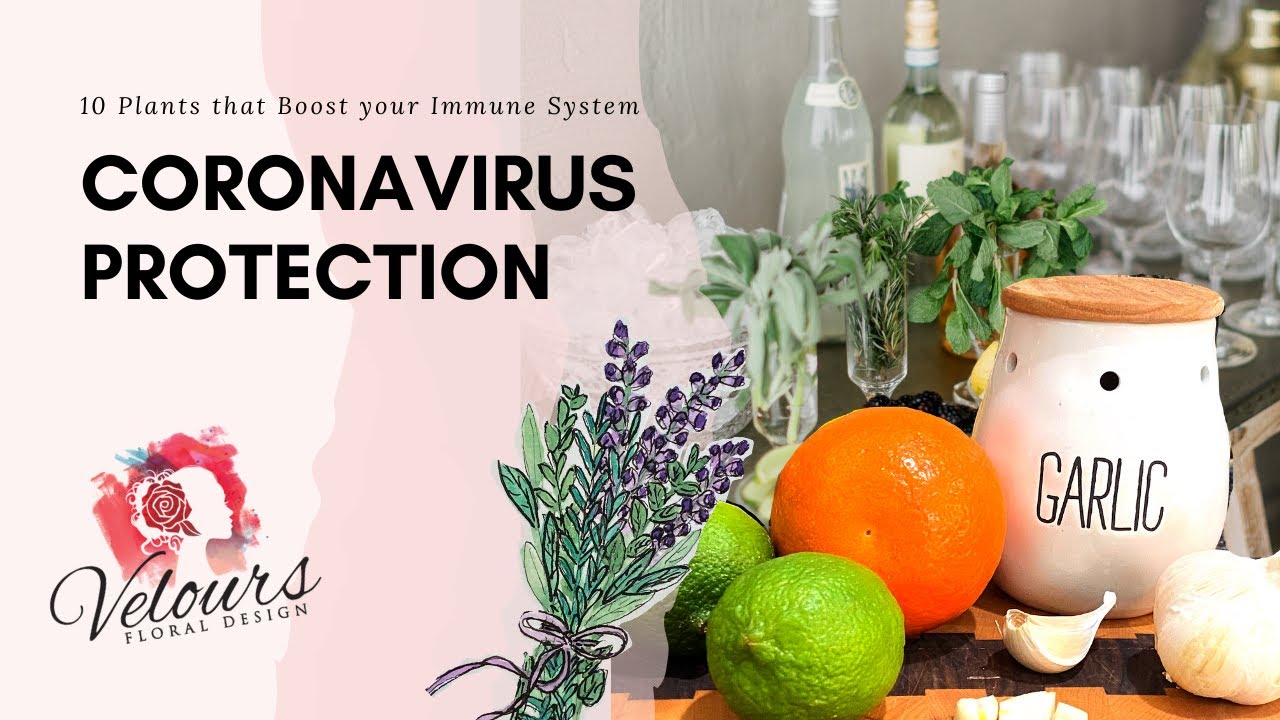 Coronavirus Protection | 10 Plants to Build your Immune System - YouTube