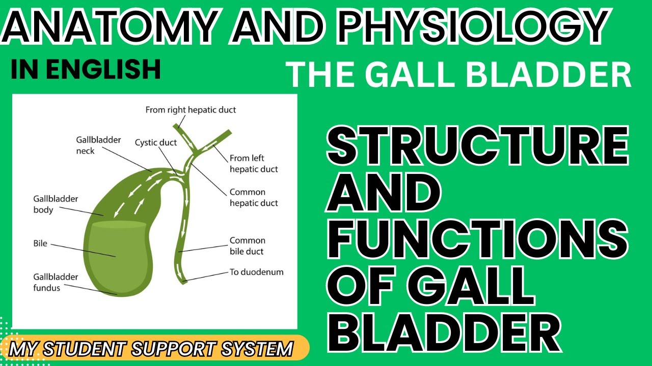 Bile juice and gall bladder | structure of gall bladder | functions of bile juice and gall ...