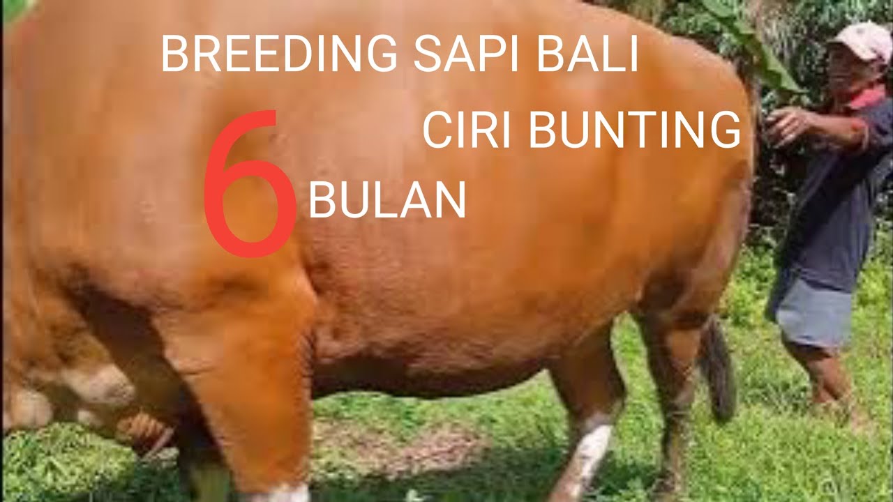 breeding ‼️sapi bali, ciri sapi bunting 6 bulan - YouTube