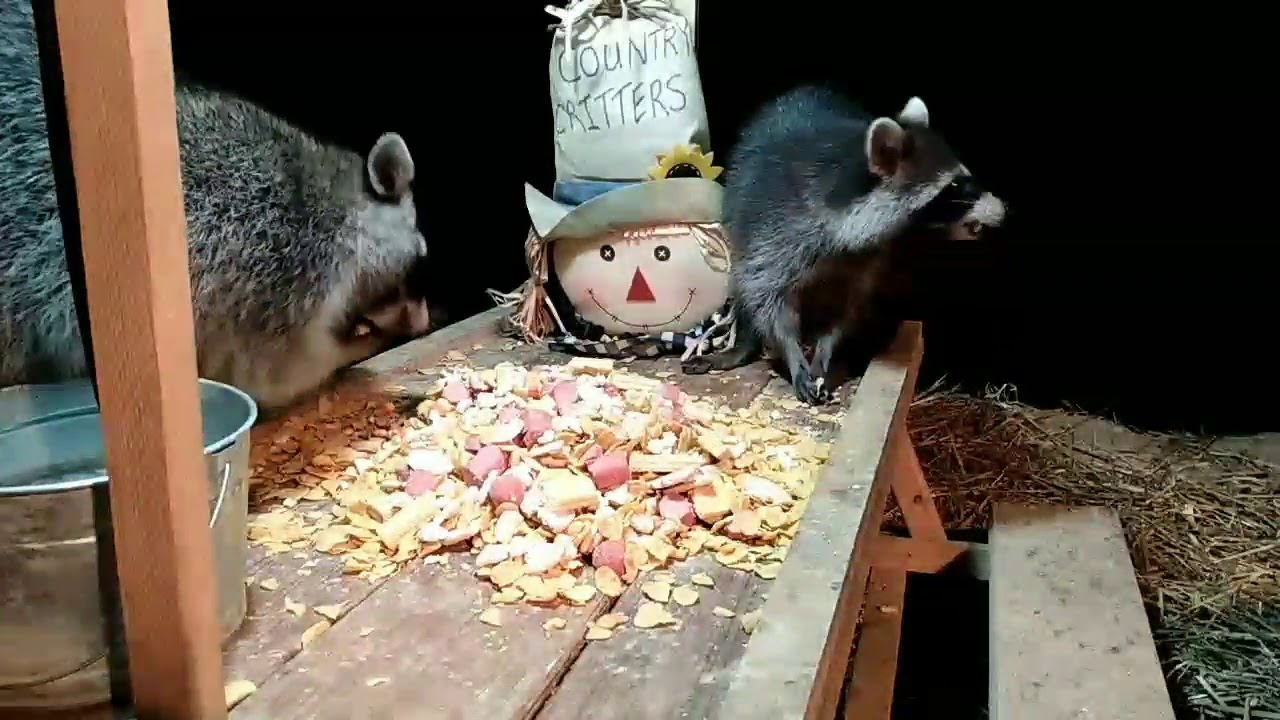 Feeding Wild Animals Country Critters Buffet!! - YouTube