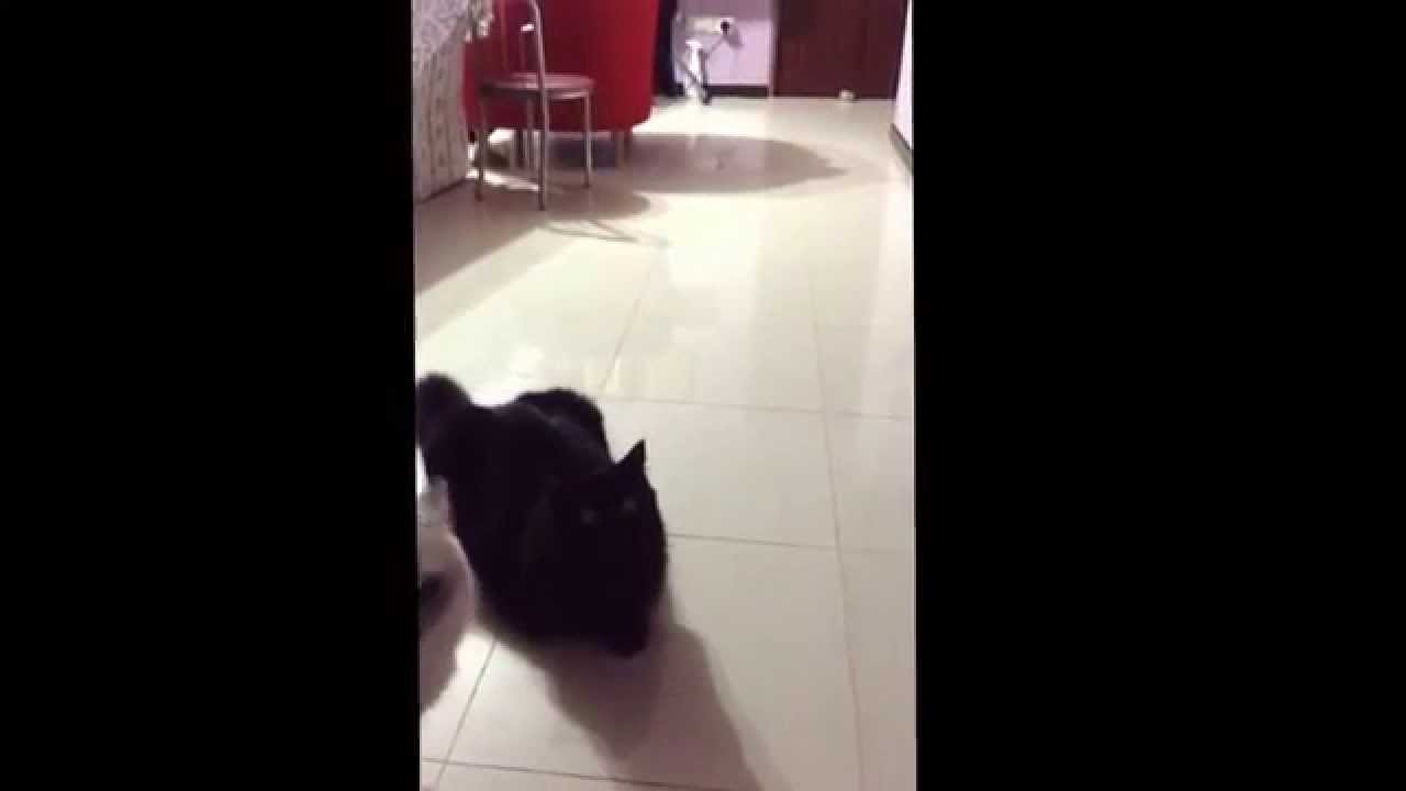 Cat dribbling ball ! Friday - YouTube