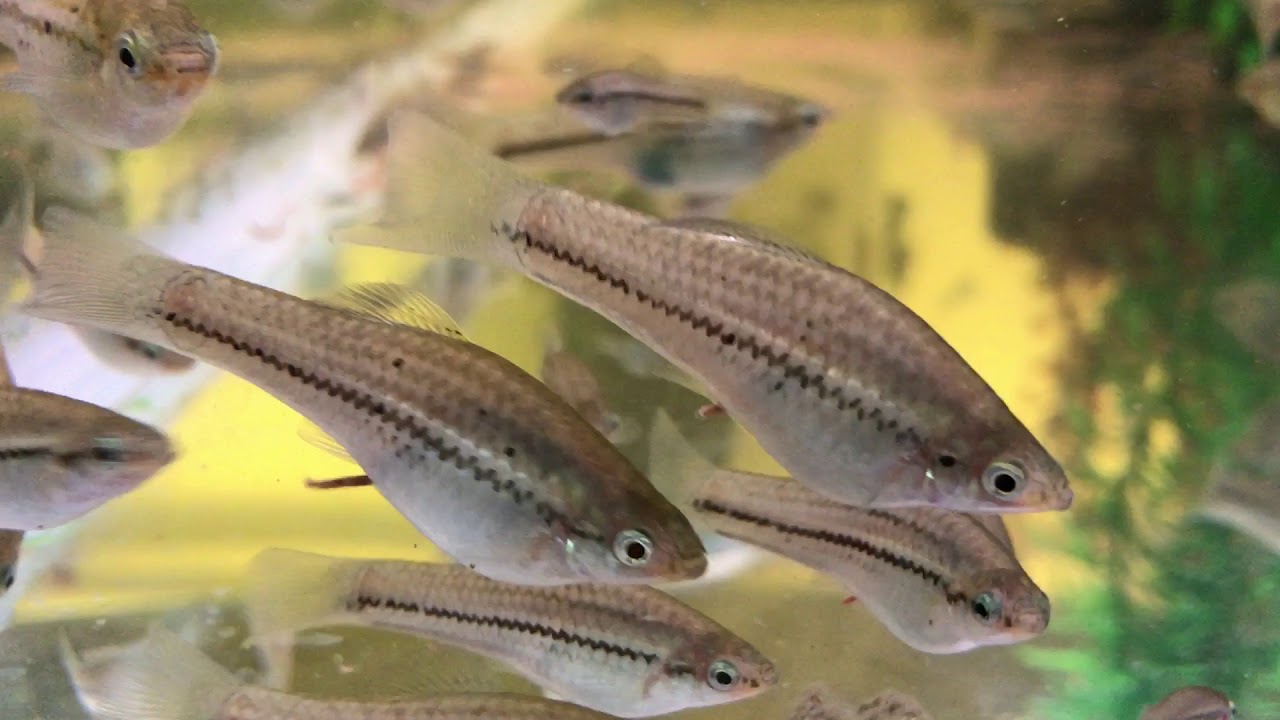 Montezumae swordtail, Xiphophorus Montezumae - YouTube