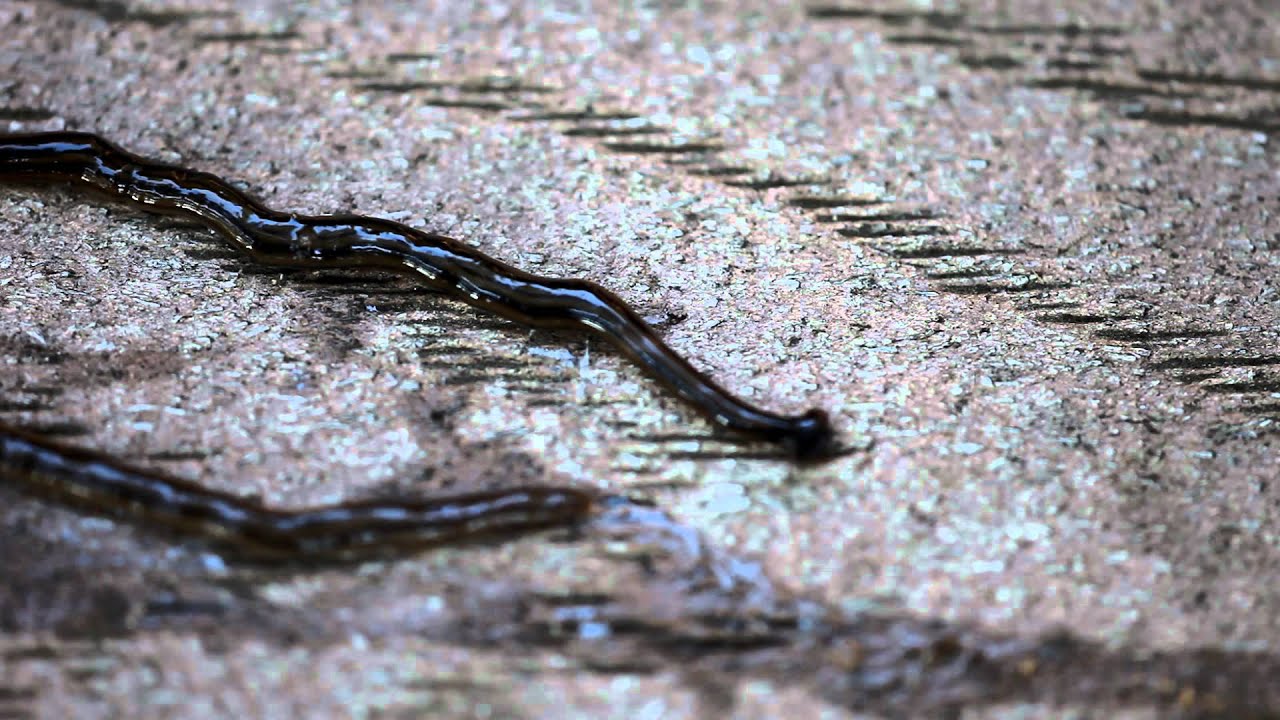 Hammerhead flat worm video - YouTube