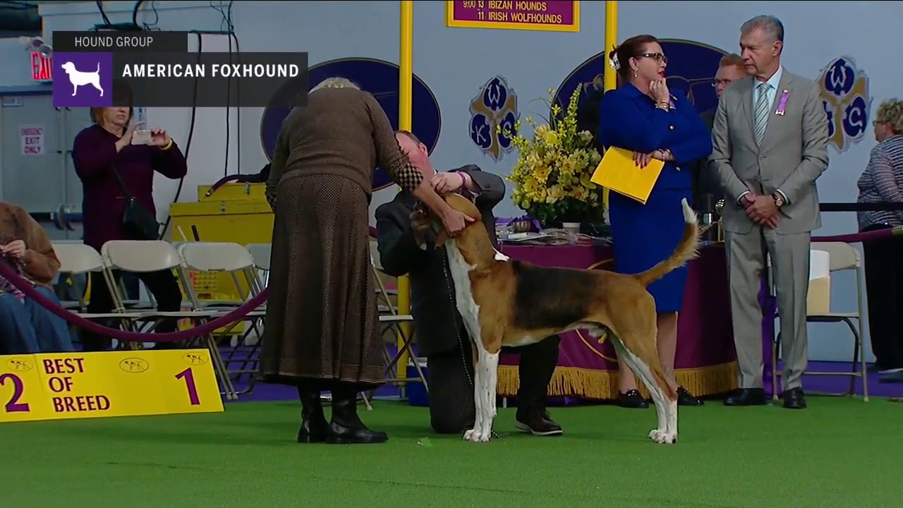 What Is The Breed Of Trigg Hound