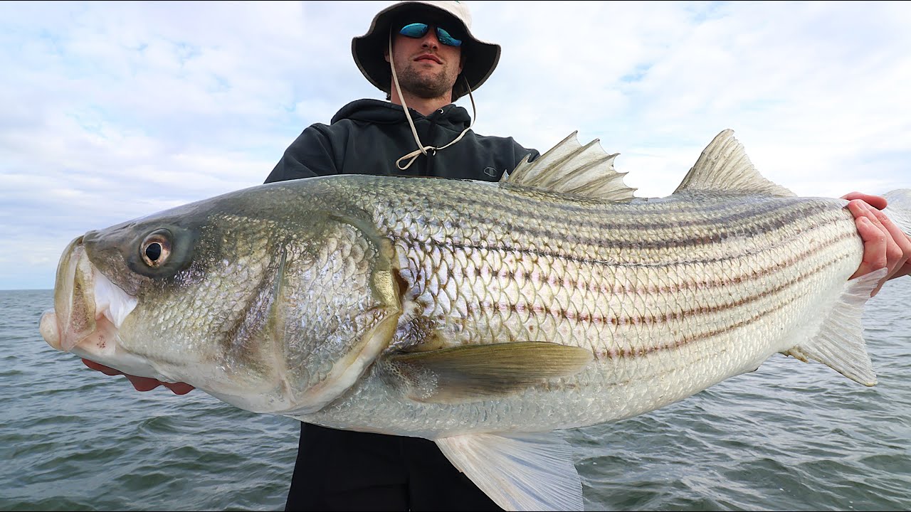 Striped Bass | Following the Migration North - YouTube