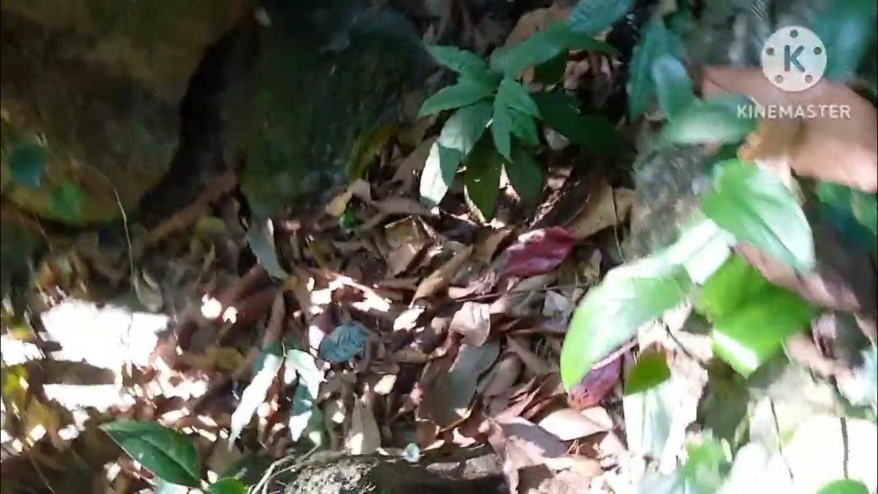 Hnub no mus Tua noog lom zem kawg - YouTube