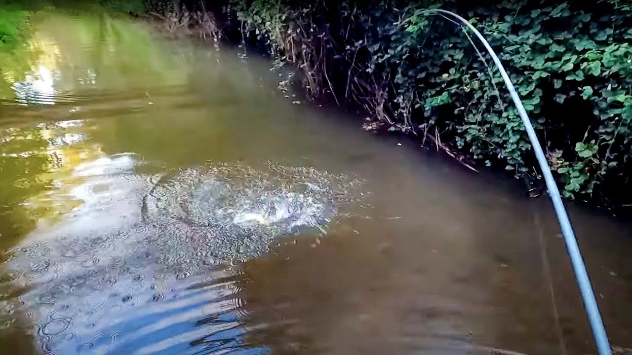 Amazing trout fishing adventure, very exciting trout fishing - YouTube