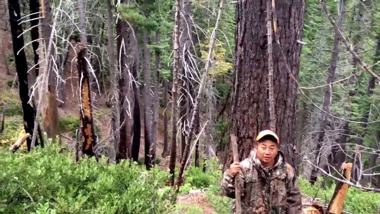 Hmong Sacramento hunting 2016-17 bear part 2 - YouTube