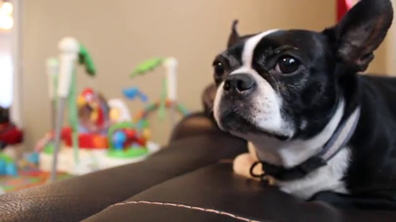 Annoyed Boston Terrier - YouTube