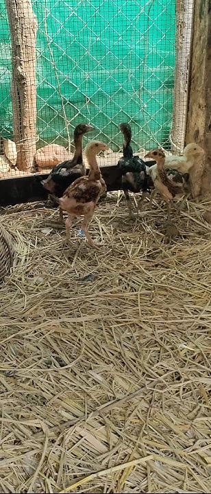 top quality chicks after 3 years hard work ️😊 - YouTube