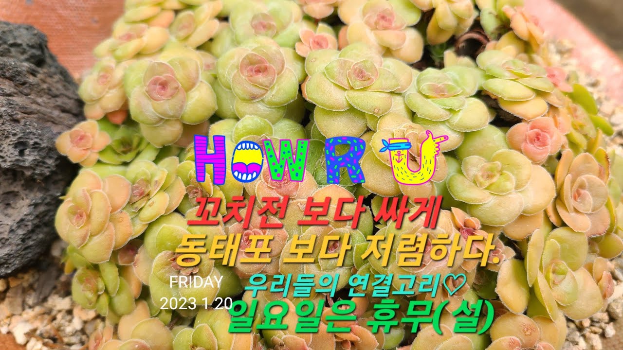 2023년 1월20일 세일 할인~국민다육 방문구매3개5000원선녀와나무꽃화분다육신상안내다육금화분택배다육택배