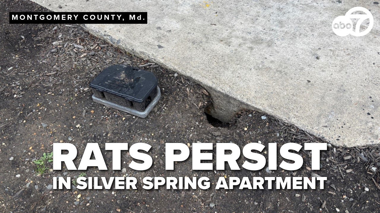 Tenants say rat problem persists at Maryland apartments despite county ...